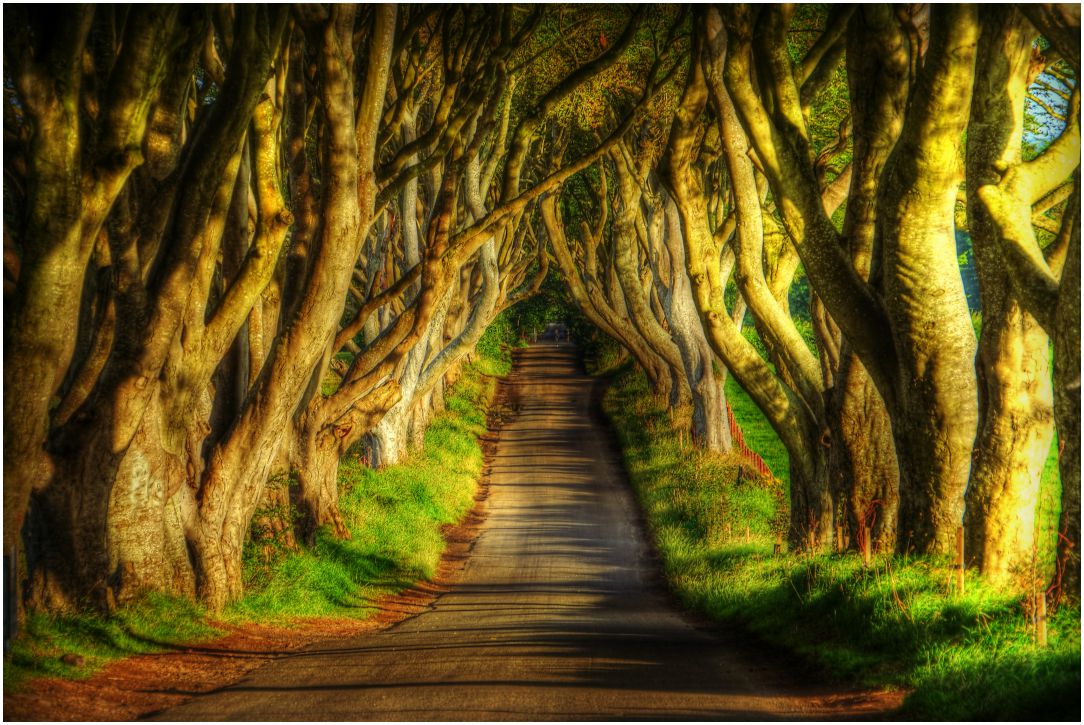 The Dark Hedges, Ballymoney, Co. Antrim, Northern Ireland | Shutterbug